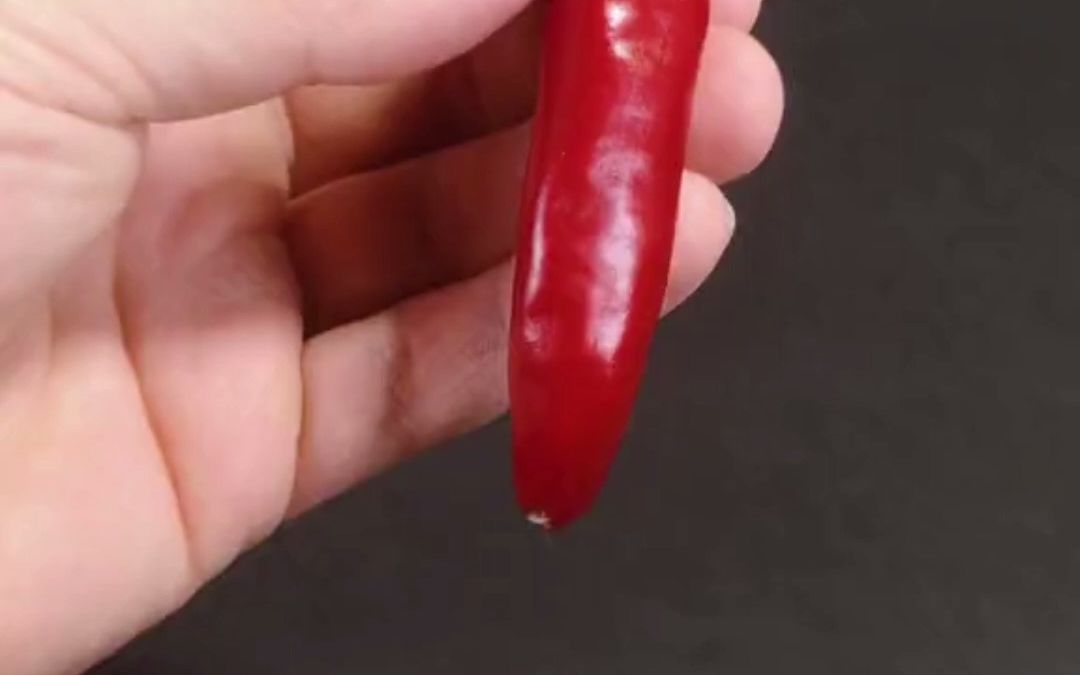 一颗辣椒158天的生长记录延时摄影