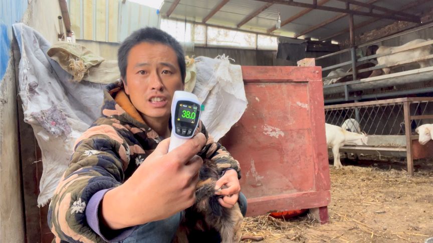小伙高价买个红外线测温仪,羊都烧到40度了,它居然显示38度