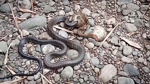 年轻的布什巴克如何在Python攻击中逆袭重生,背后的故事让人感慨