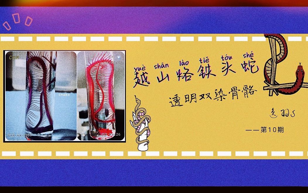 【这个up怎么总抽奖!】越山烙铁头蛇透明骨骼标本制作教程 点赞过...