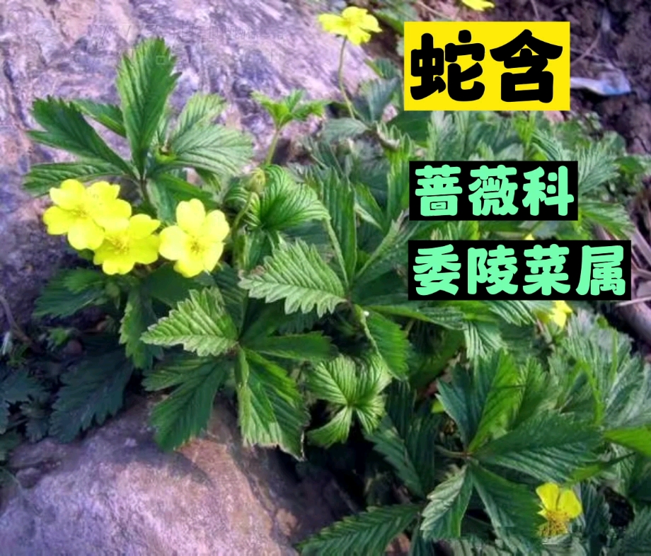 【每日分享小知识】—蛇含