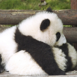 下议院荣誉议长 