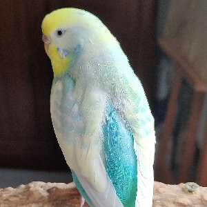 dede和主人的小日子 