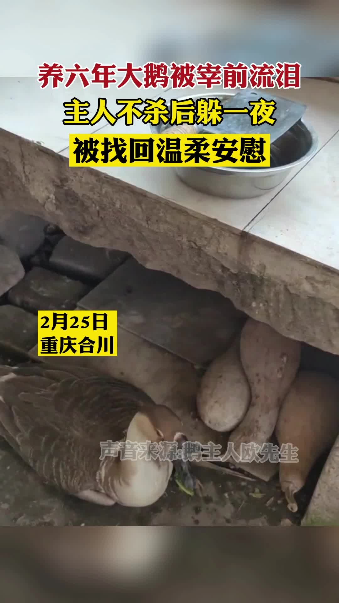 #养六年大鹅被宰前流泪 2月25日,重庆。欧先生表示:家里散养的鹅要被...