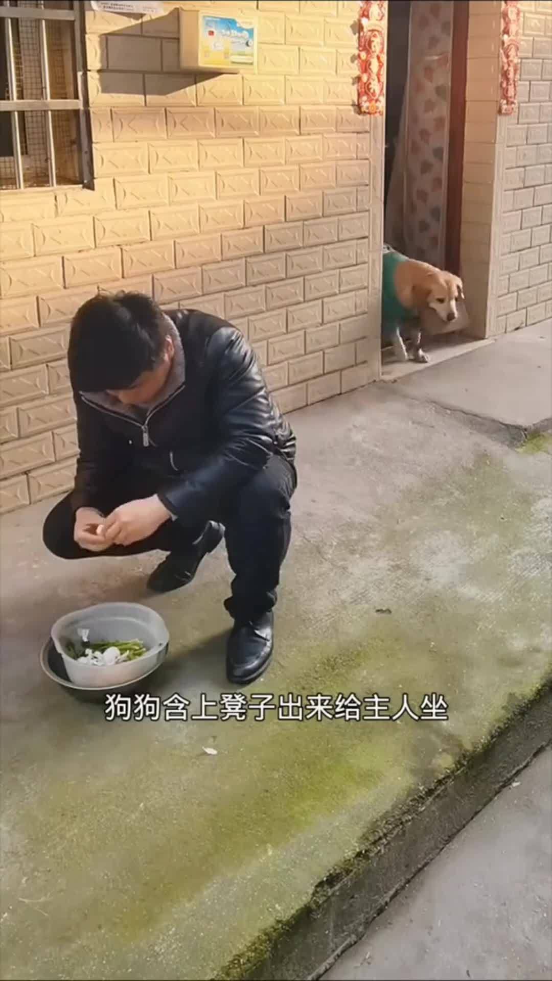 狗狗也懂得关心主人#生活是个动词