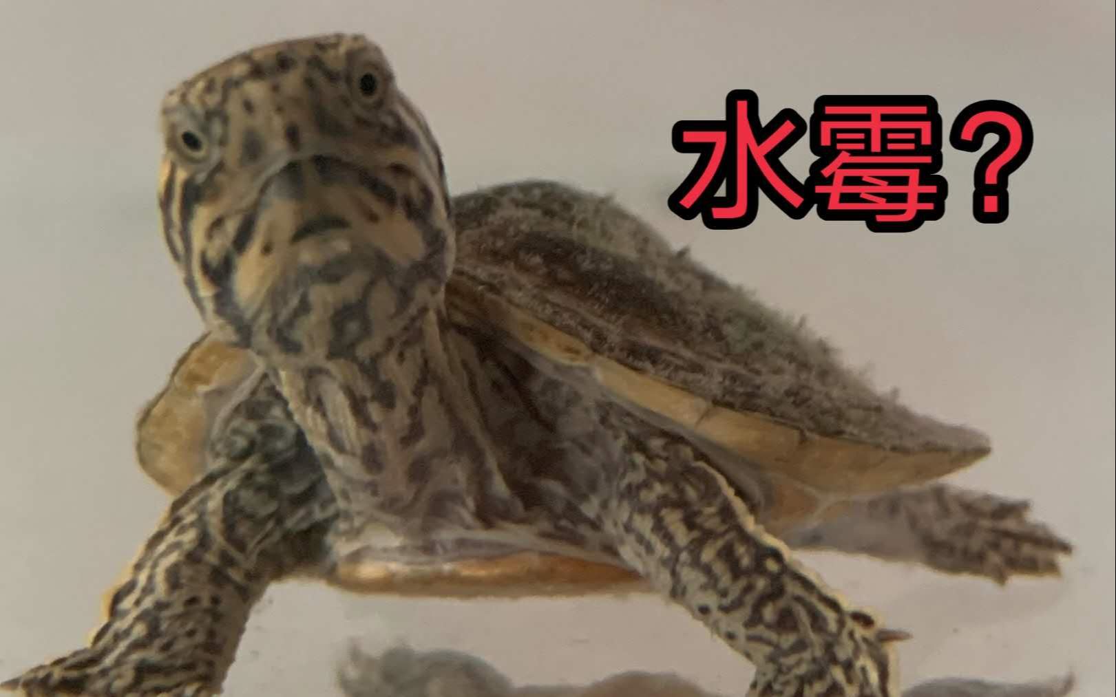 养龟必修课:水霉病 龟背甲有白色絮状物一定是水霉吗?了解水霉不再谈...