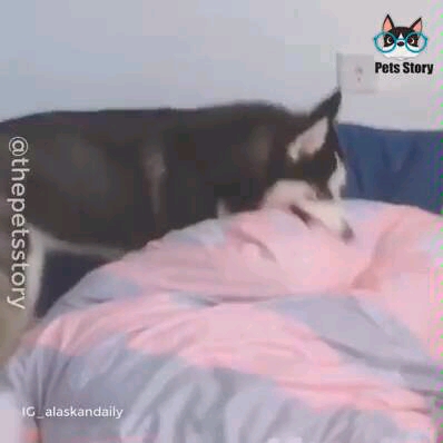 活体闹钟,性感猫狗在线叫床,刺激!