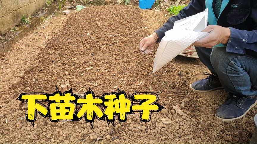 记录农村电商,在家自产自销农产品,下苗木种子