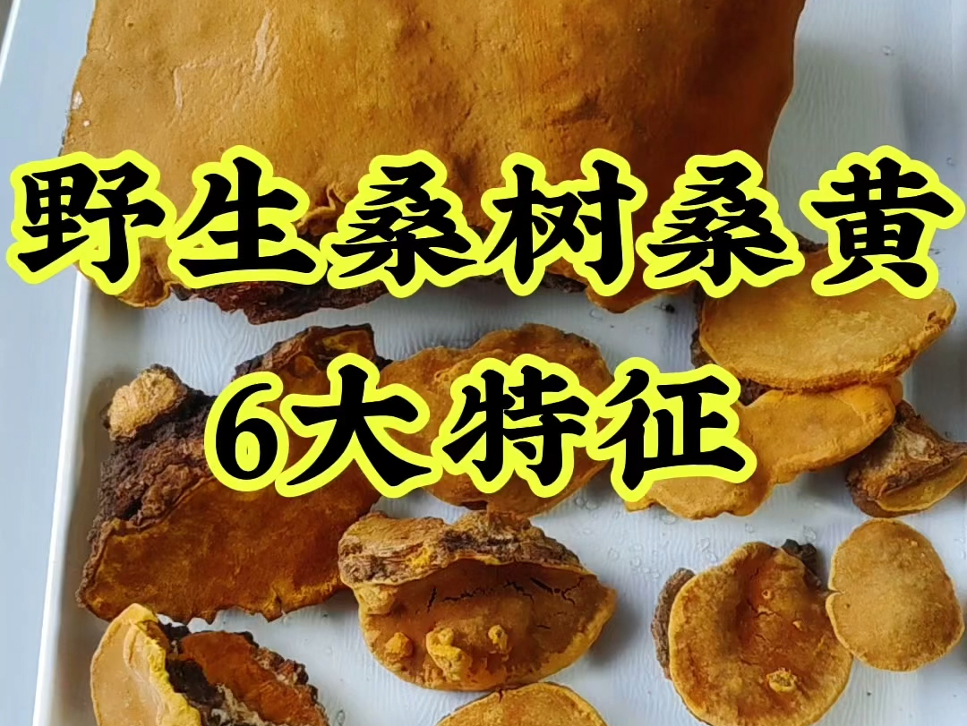 买桑黄一定要学会这6个鉴别方法,学会鉴别买桑黄再也不怕踩坑了