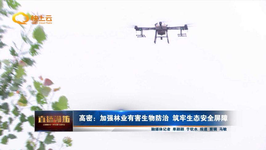 潍坊高密:加强林业有害生物防治 筑牢生态安全屏障