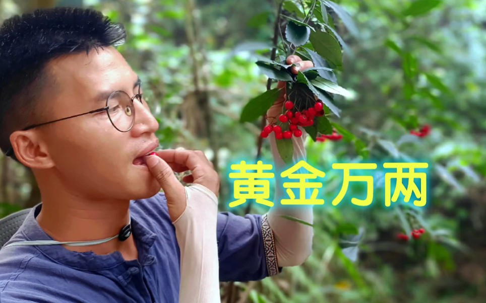 被称为“黄金万两”的朱砂根,好事全被它占尽了,作用太厉害了