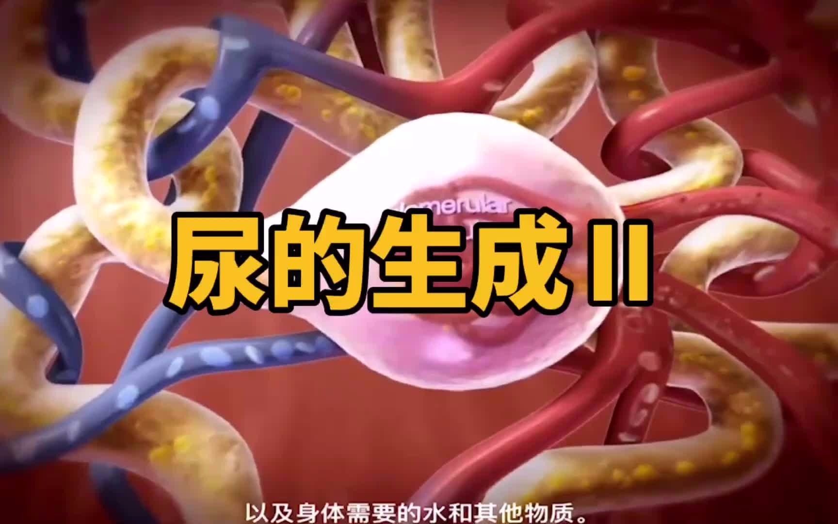 【3D医学动画】尿的生成Ⅱ