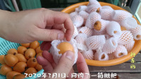 一盆枇杷吃完后把核留下,埋在花盆里,3个月后会怎样?