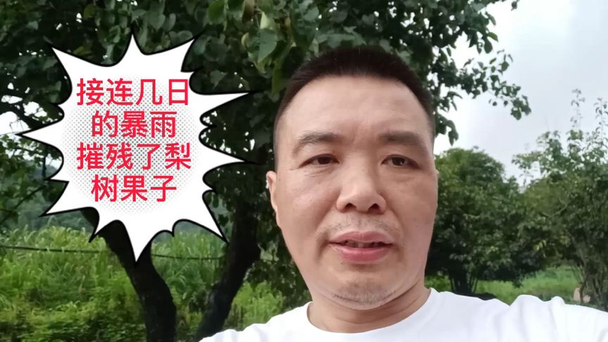 接连数日的暴雨,摧残了大山里的梨树,遍地都是未成熟的梨子