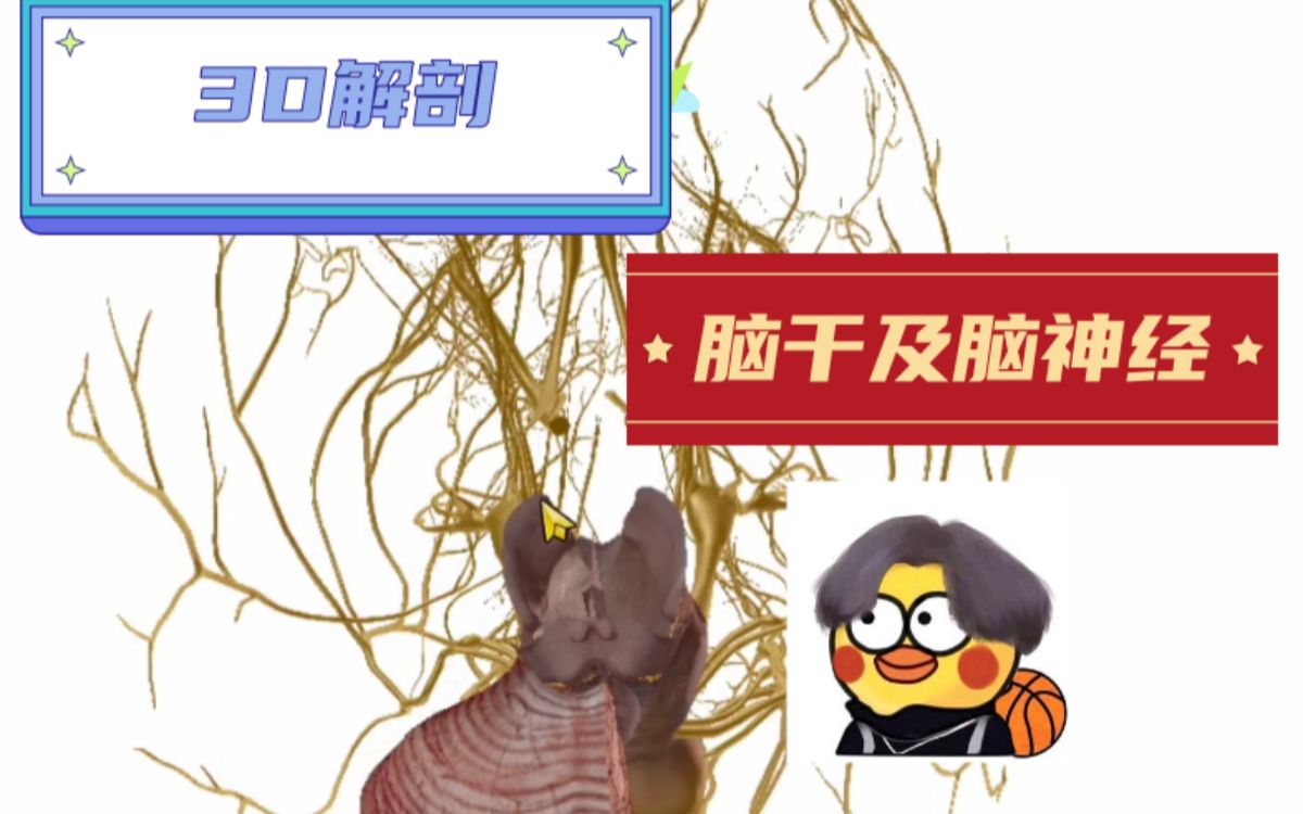 3D解剖脑干和十二对脑神经