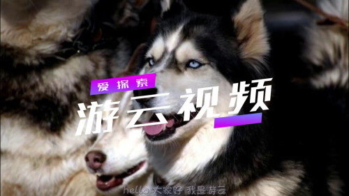 为啥狼和狗打架,每一次都是狼输,真是有些刷新了我的认知