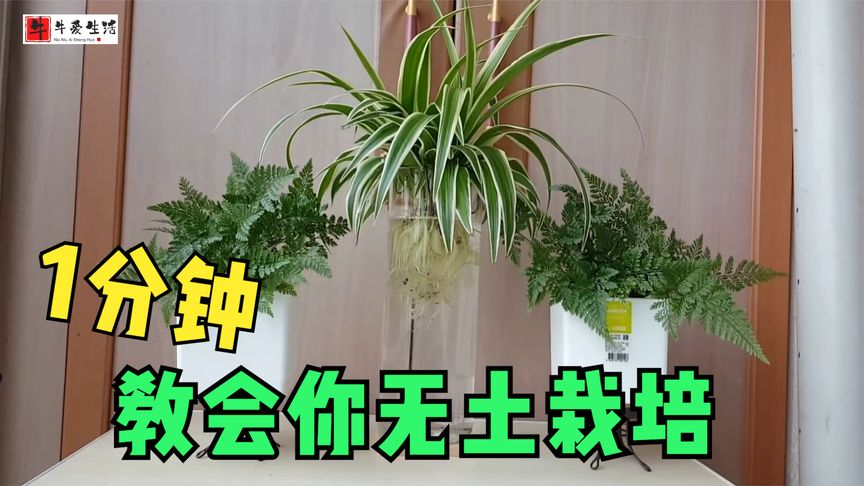 1分钟,教会你在家如何【无土栽培】花卉!