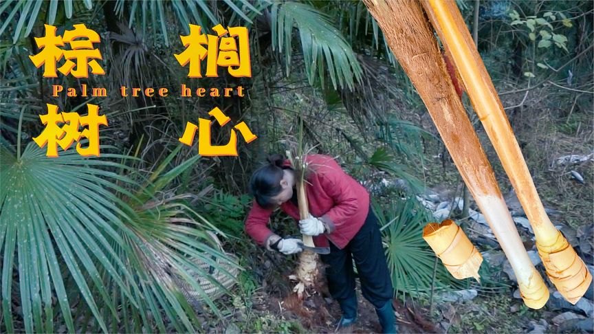 棕树还可以吃棕树心?不仅具有极高药用价值而且还很美味