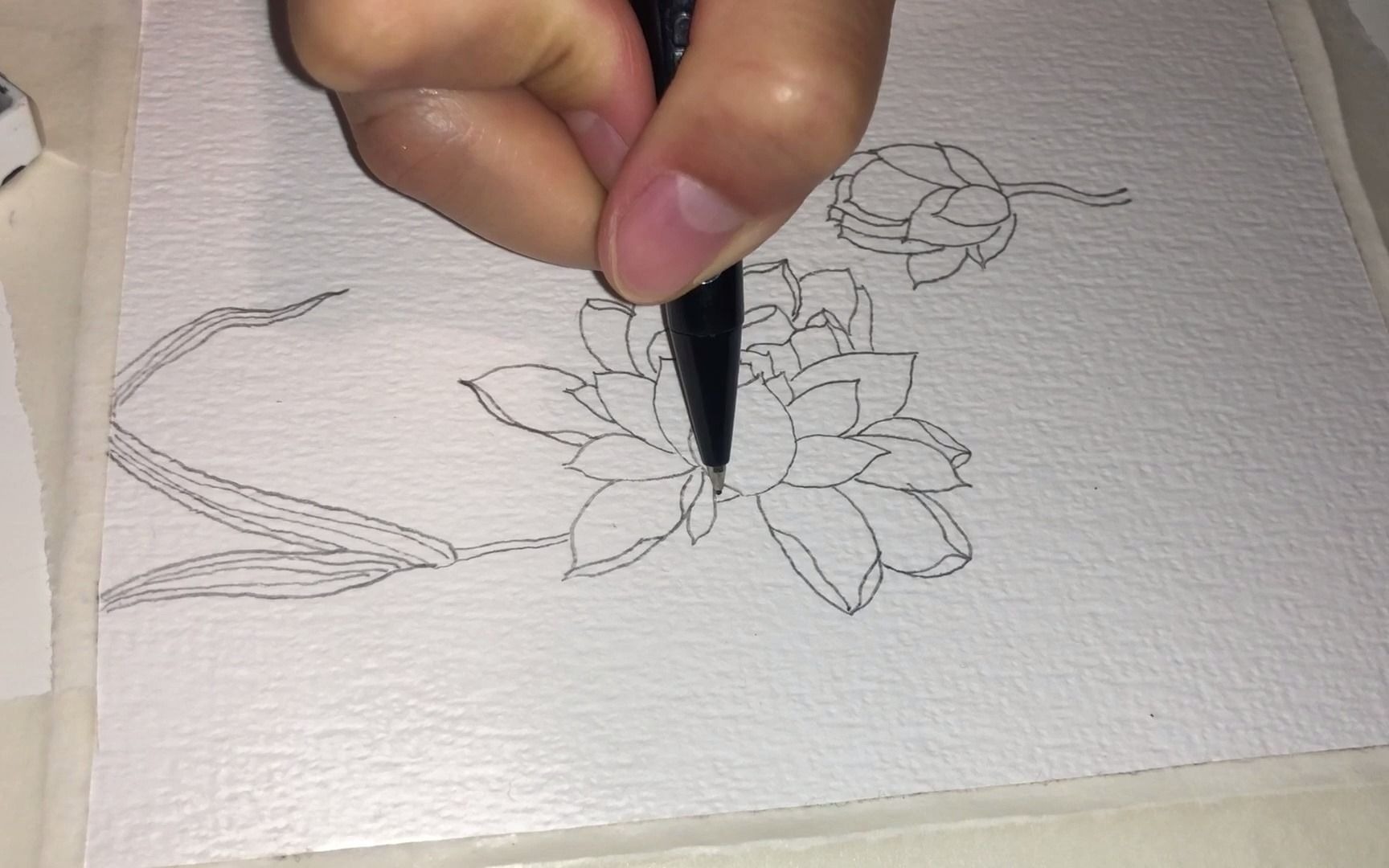 【鸿熙同学】莲花(荷花)画法,(仅铅笔无上色)(一)解压,治愈