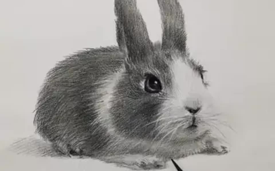 素描动物—小兔子(上)