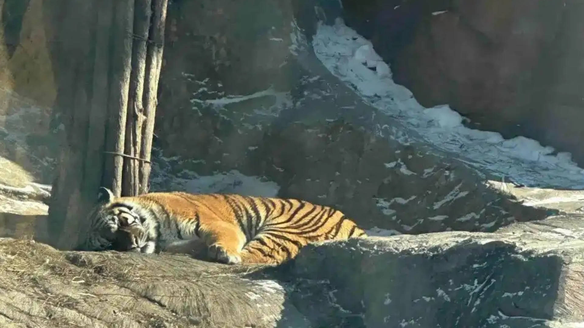 "对冲"春节假期高频投喂压力,哈尔滨300多只东北虎启动轮流"轻断食"