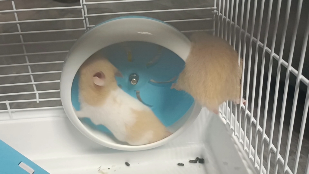 仓鼠日记第一天新手,害怕又爱观察