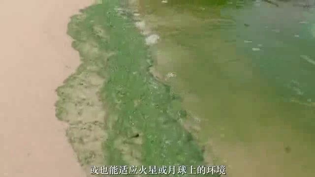 能在极端环境下生存的蓝藻被发现,科学家:有计划移至外星球