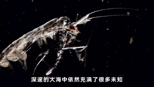 深海中突然出现不明巨型生物,潜水员的恐惧与震惊交织在一起的惊悚...