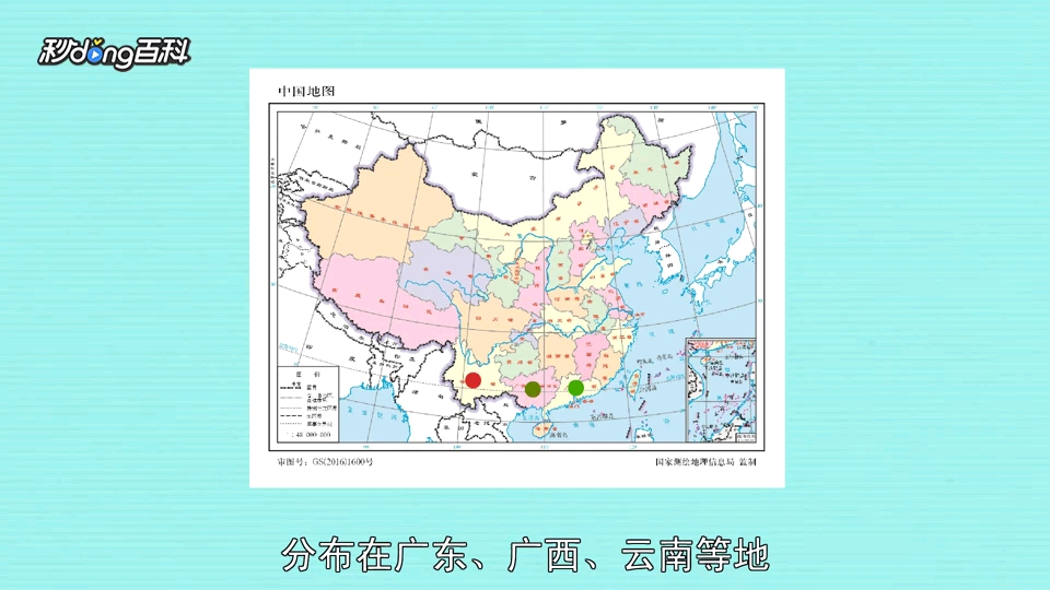 原来林檎长这样