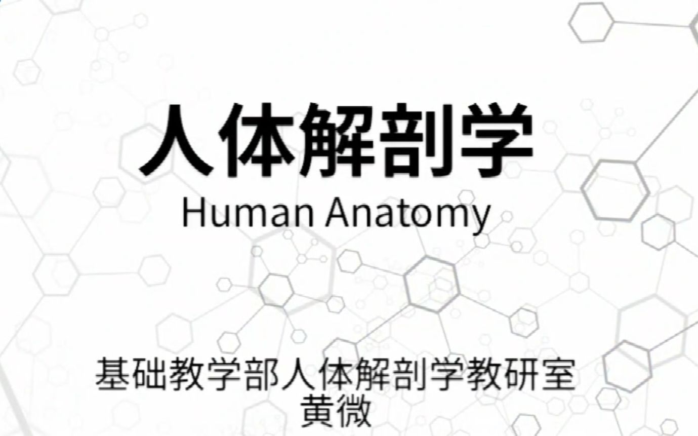 周围神经系统-内脏神经