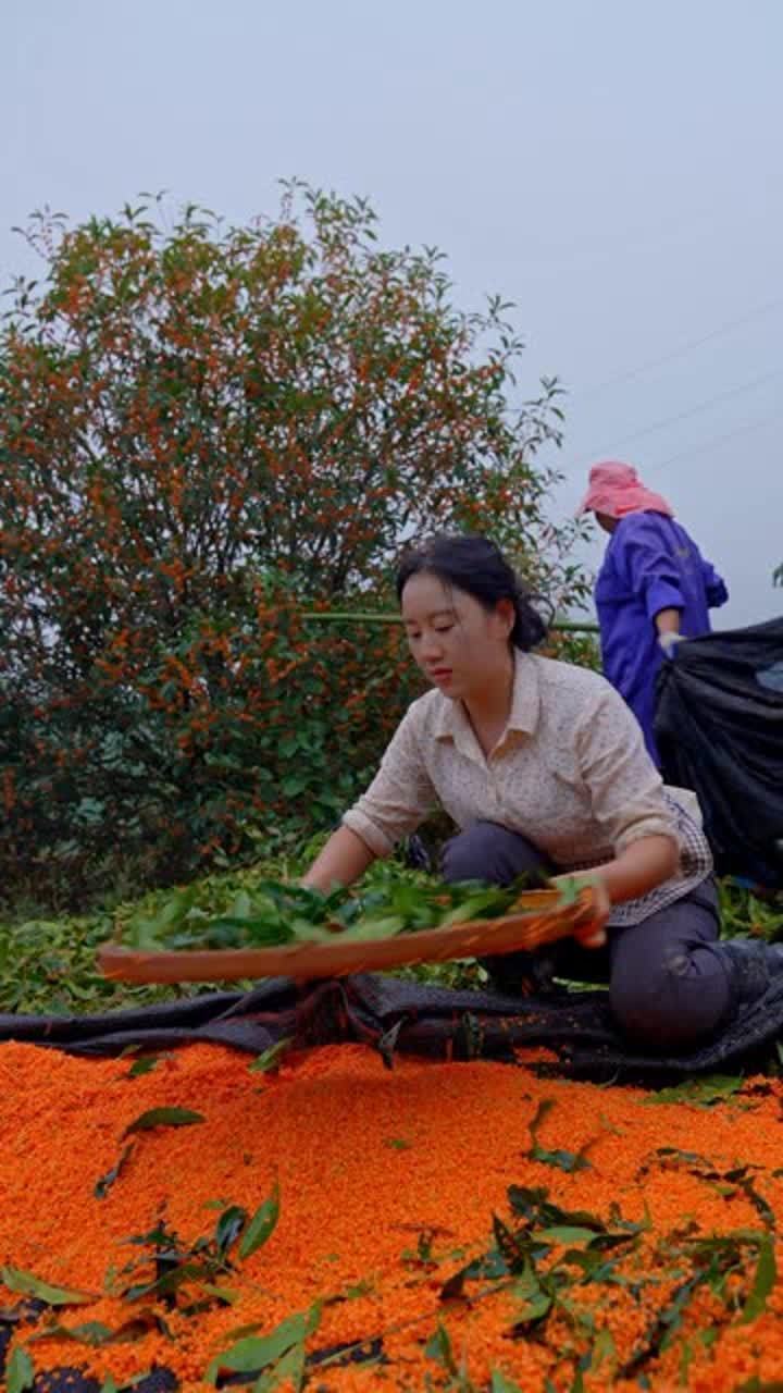 茶叶和桂花,一个在春天,一个在秋日,原本无法相遇的两者,在冬日悄然的...