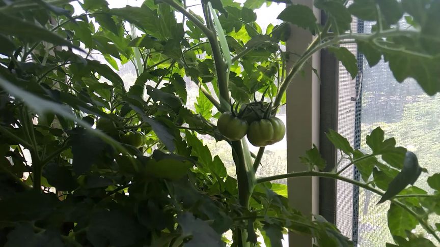 阳台番茄记录:有个西红柿一直像绿豆大,不生长