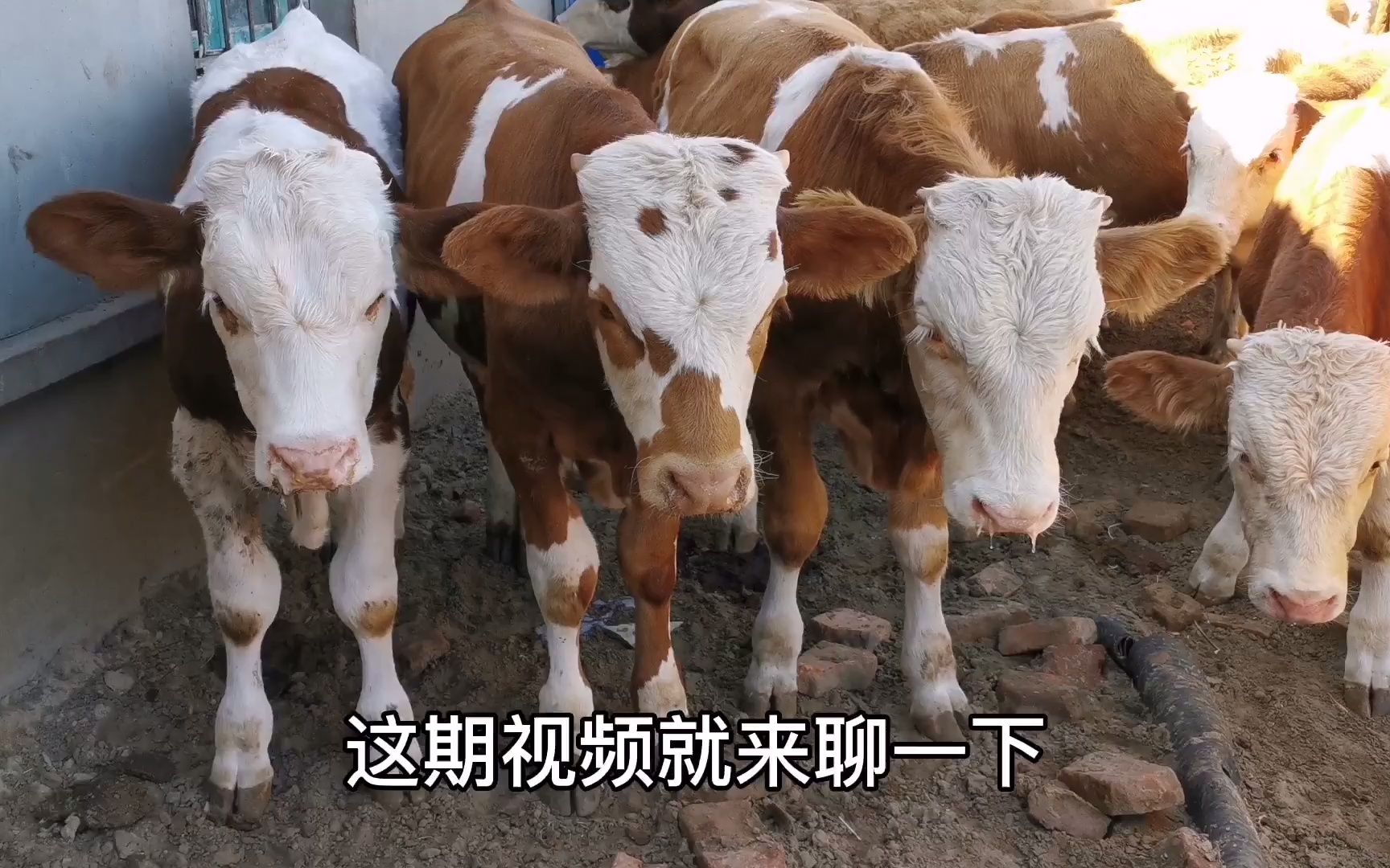 国内肉牛养殖行业万亿级市场载量,为何却难以出现养牛巨头企业?