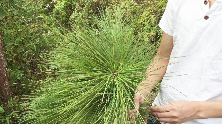 农村用来烧火的松叶,原来还能治疗高血压,药用价值还非常高!