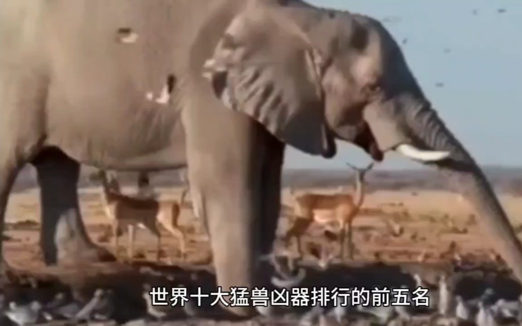 世界十大猛兽凶器排行榜,榜单排名仅供参考。