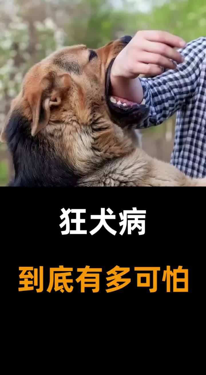 那你知道什么样的狗狗容易得狂犬病吗?