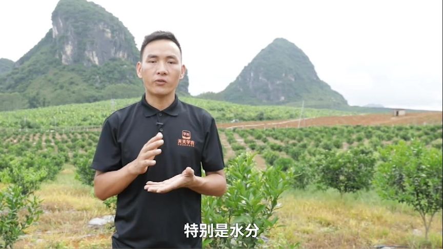 8月沃柑幼树怎么施肥?如何判断氮磷钾肥的用量,施几次较好?