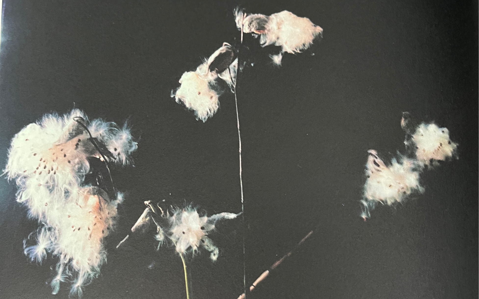 【分享一本我老师的书】Who Is Changed and Who Is Dead - Ahndraya ...