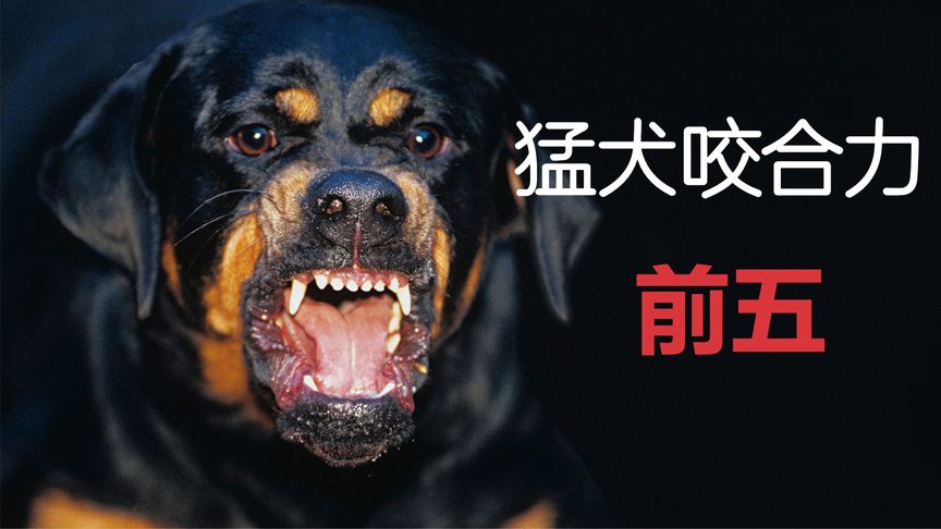 世界五大猛犬咬合力排名,斗场王者比特犬居然没有排面!