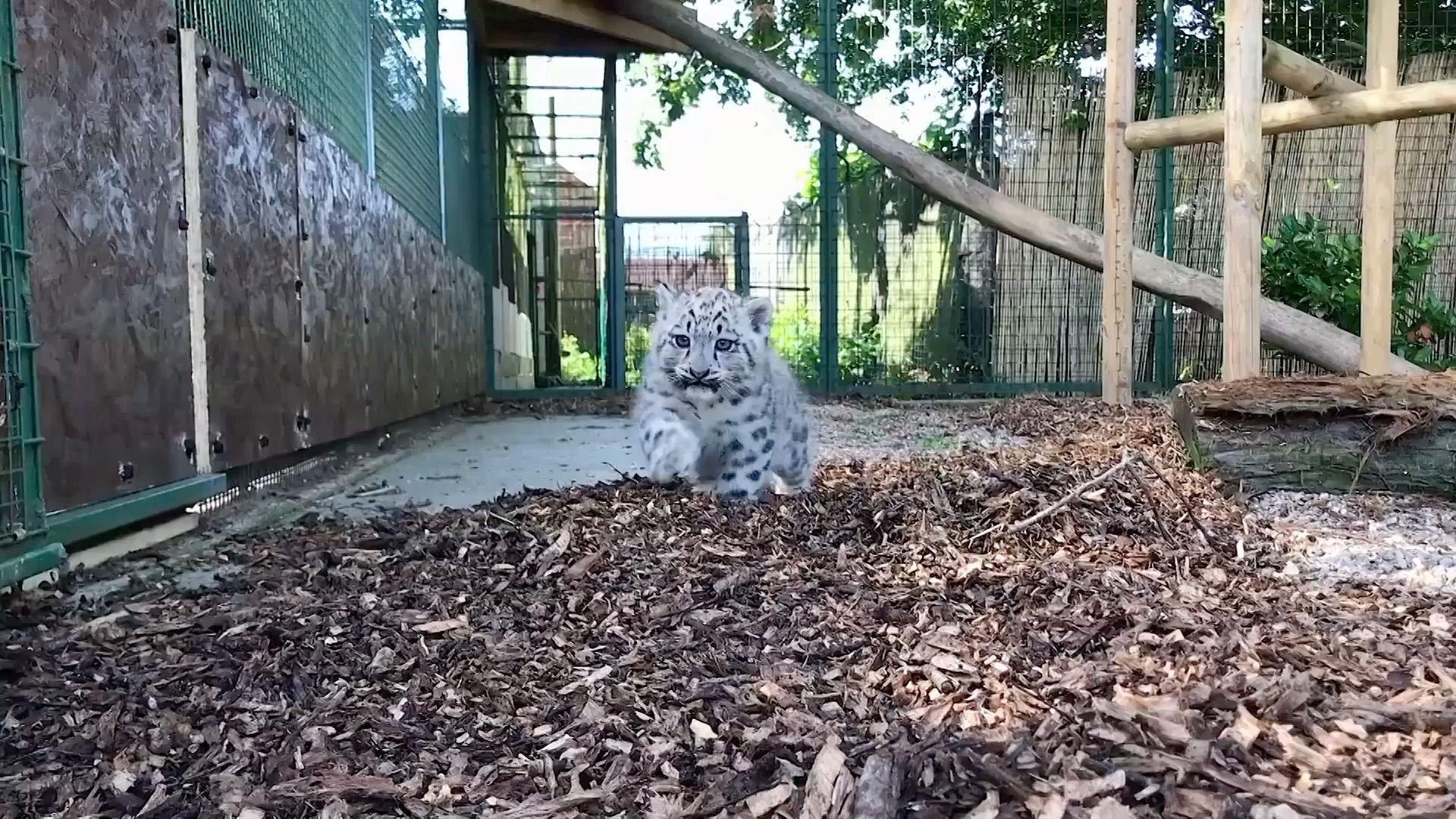【白色的鬼猫】保护野生雪豹,留住这份纯洁与野性