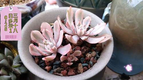 晨露单位多肉VS傍晚家养多肉:隔空对决谁更惊艳?