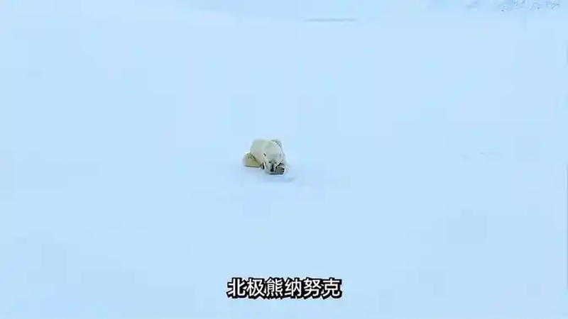 北极熊如何在极寒环境中顽强生存