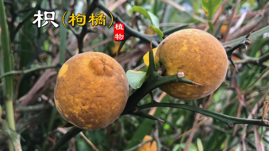 它在农村没人要!却是中医眼中的好东西,中药材“枳实”认识吗?
