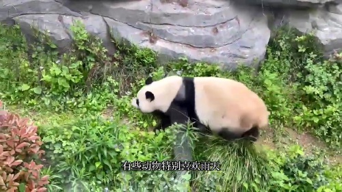 动物园下雨天动物出来吗