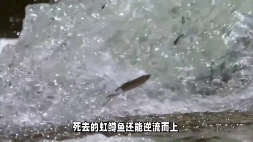 "卡门涡街"是什么?死去的虹鳟鱼还能逆流而上,这是什么原理