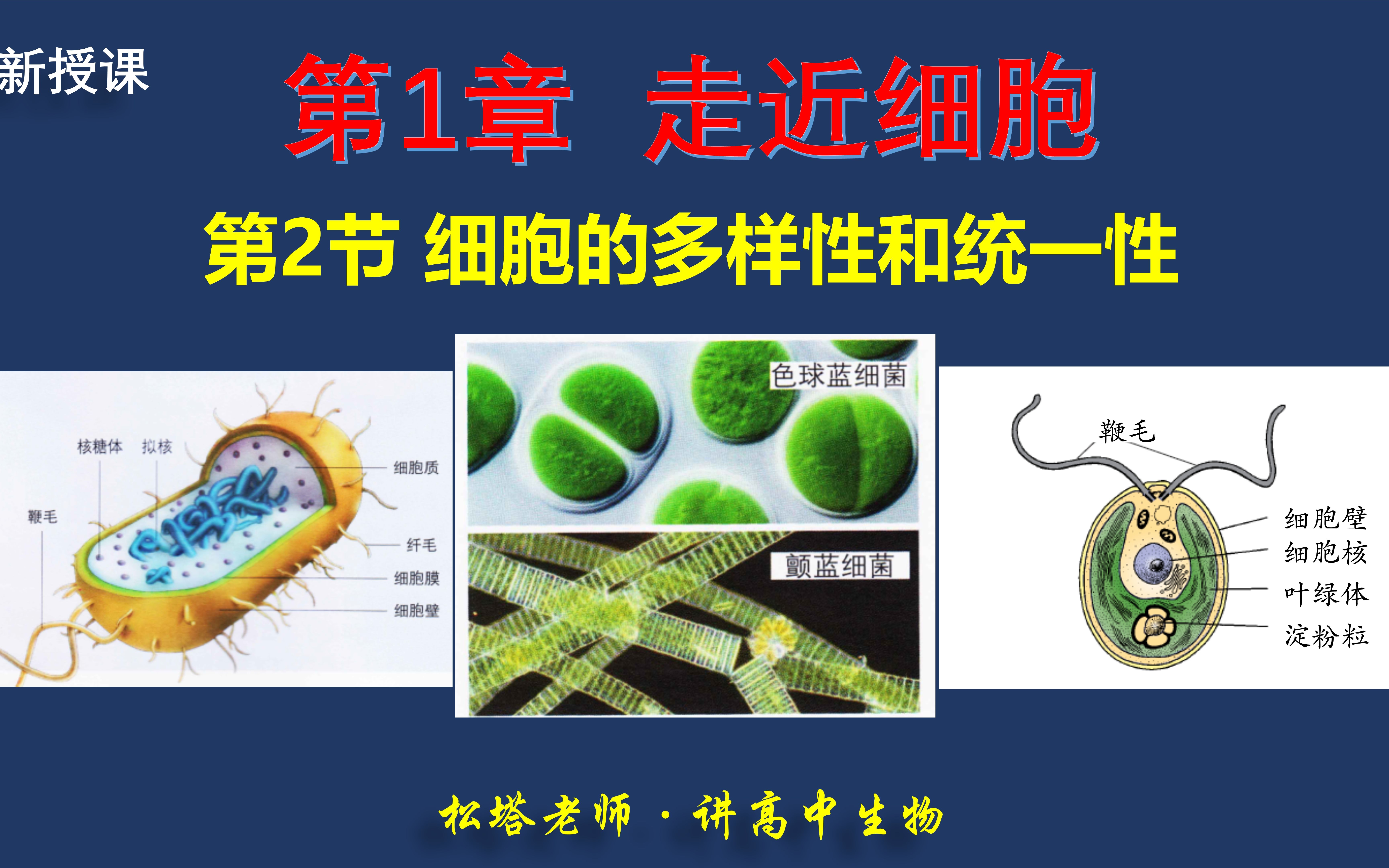...高中生物】必修一 1.2细胞的多样性与统一性---松塔讲高中生物视频课