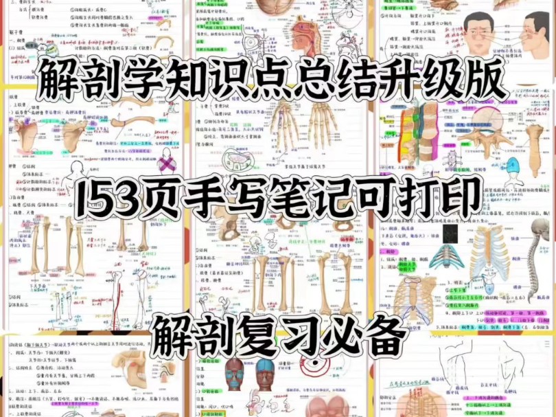 期末考试复习霍琨解剖学系统解剖学笔记网课期末复习过关考研26考研...
