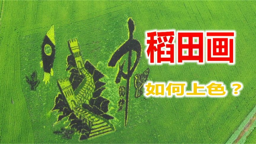 丹东农民稻田作画,这颜色是怎样画上去的?能把水稻地变成风景区