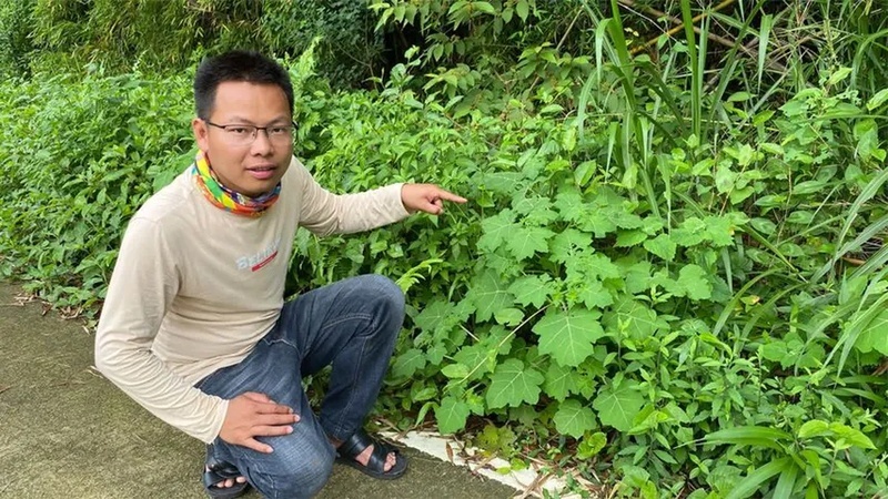 这才是真正的"两面针",我们叫了30几年都错了,拍给大家看一