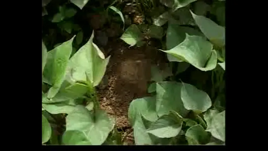 【初中】生物实验全集:第11讲,甘薯和马铃薯的繁殖方式
